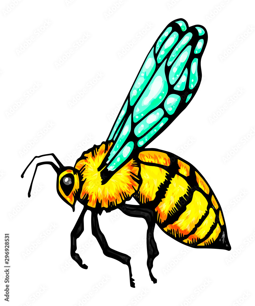 Honey bee vintage vector drawing. Hand drawn isolated insect sketch ...