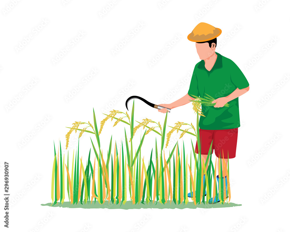 farmer harvest rice vector design Stock Vector | Adobe Stock