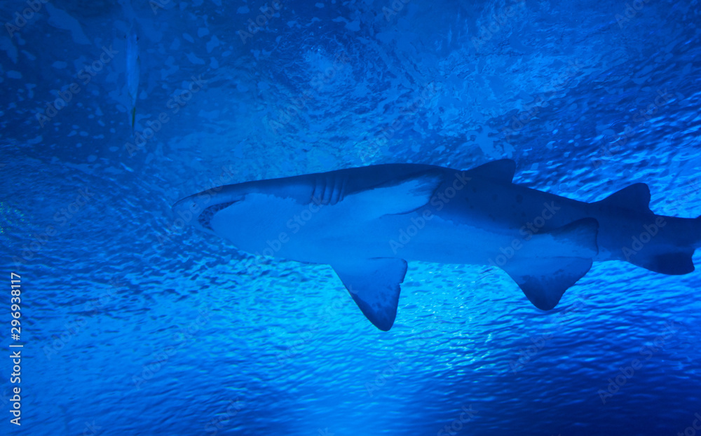 Shark with more fish inside an aquarium Stock Photo | Adobe Stock