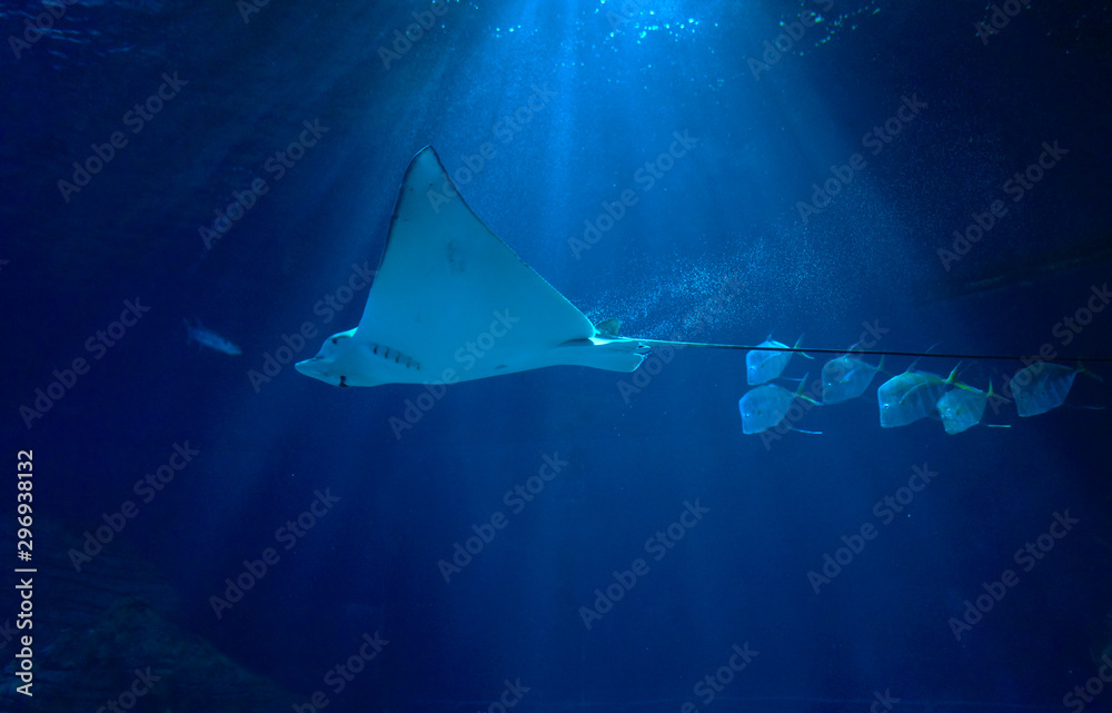 Manta ray next to more fish inside an aquarium Stock Photo | Adobe Stock