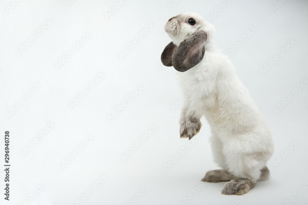 White lop bunny standing on its hind legs on white background. lop ...