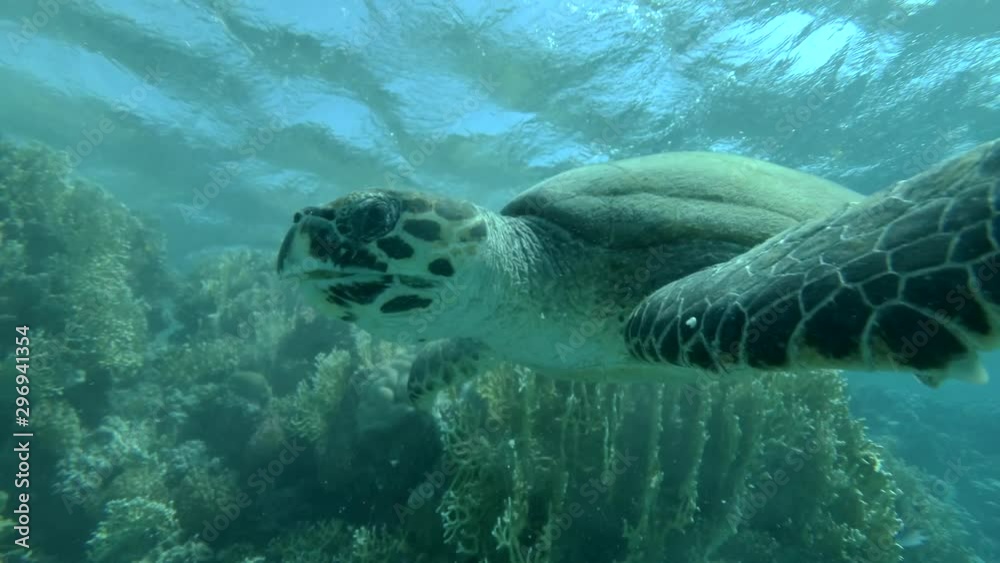 Hawksbill Sea Turtle hovering under water surface chewing coral, on a ...