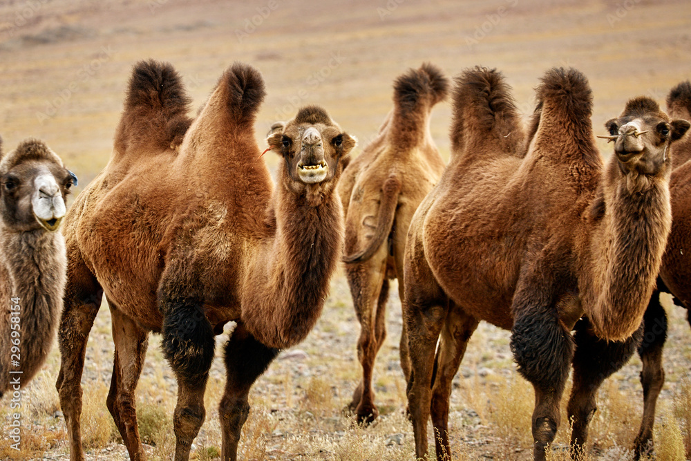 Bactrian Camels In The Gobi Desert