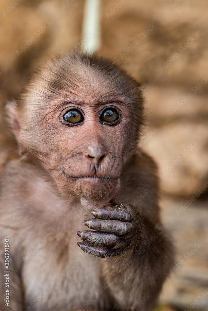 Monkey prisonner as a pet in countryside, Lao PDR Stock Photo | Adobe Stock