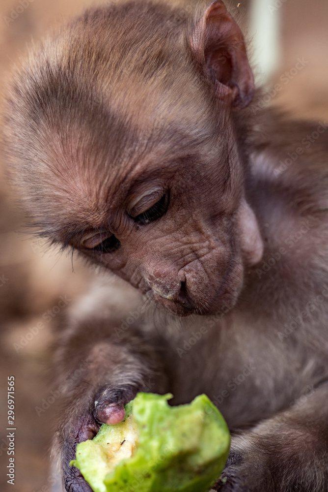 Monkey prisonner as a pet in countryside, Lao PDR Stock Photo | Adobe Stock