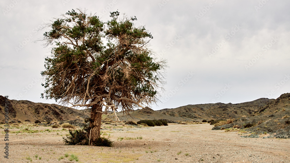 The tallest and oldest tree in the Gobi Desert, Mongolia Stock Photo ...