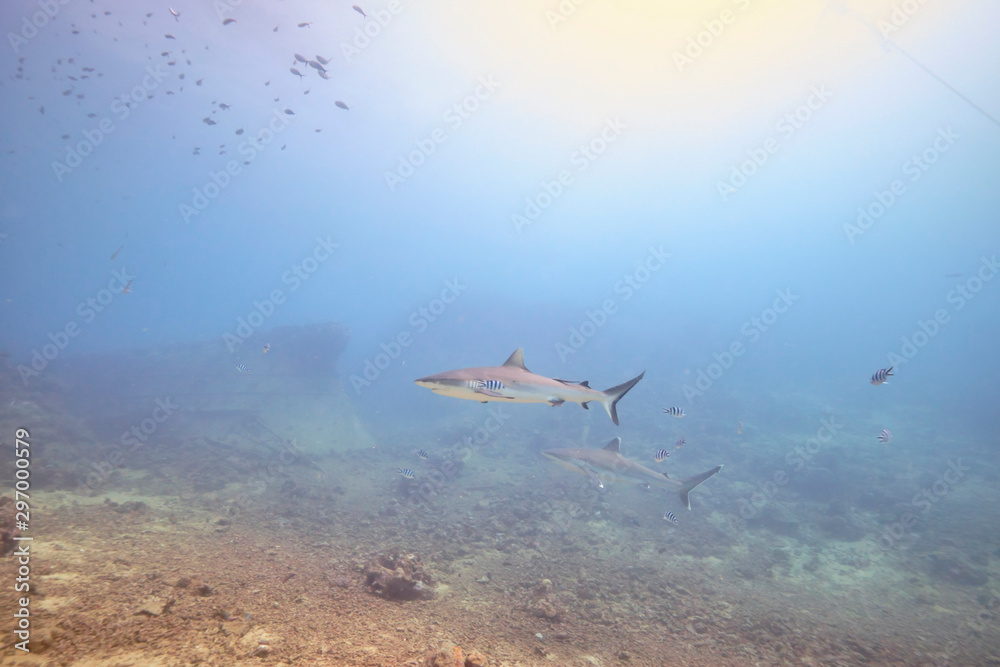 Silver tip reef sharks swimming around in tropical waters of Fiji with ...