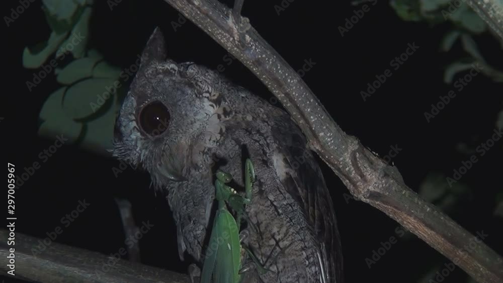 View of an owl sitting on the branches of a tree at night, and a ...