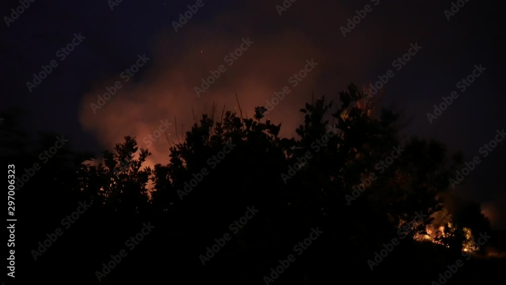 Forest fire. Fire destroys trees and forest animals. Fires in the ...