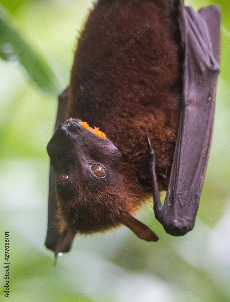 Fruit bat also known as flying fox with big leather wings hanging ...