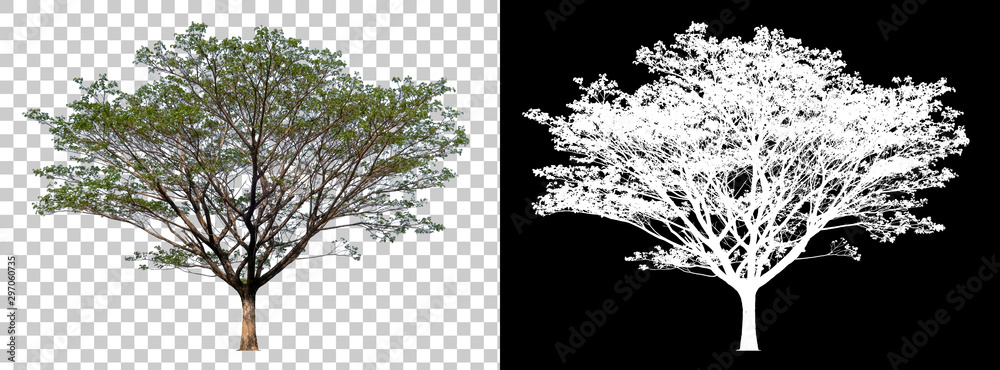 Isolated single tree with clipping path and alpha channel on a ...