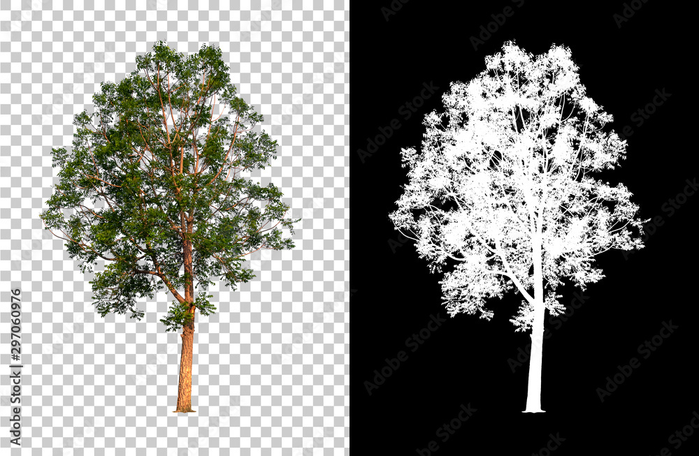 Isolated single tree with clipping path and alpha channel on a ...