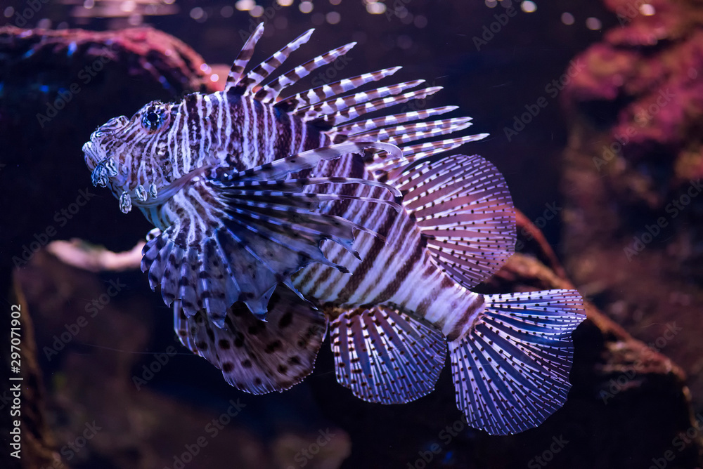 The Scorpion fish, Trachinus draco, also called spider or pout fish ...