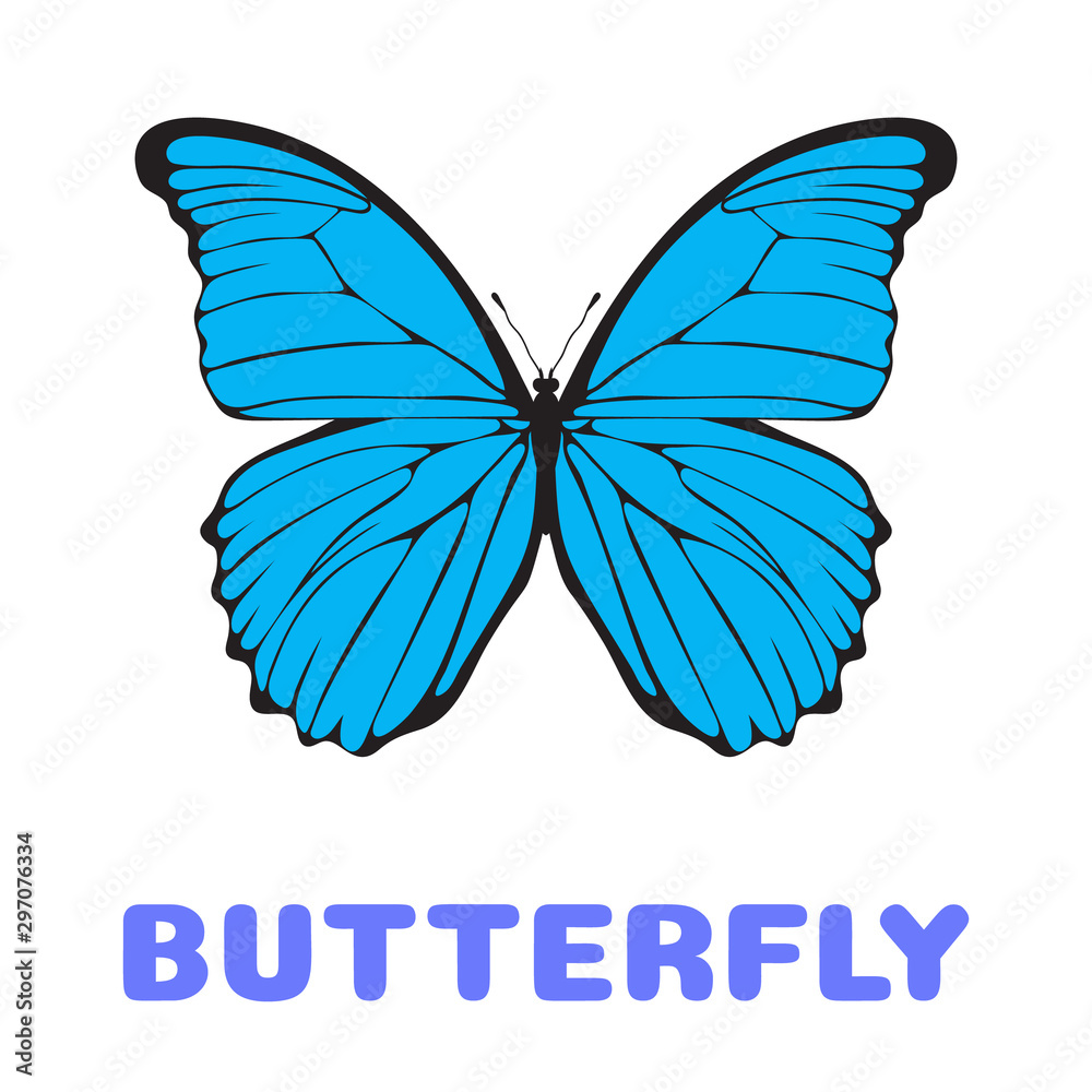 Butterfly Morpho didius flashcard. Illustration for kids education and ...