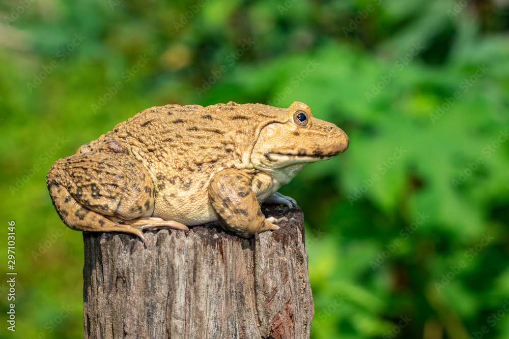 Image of Chinese edible frog, East Asian bullfrog, Taiwanese frog ...