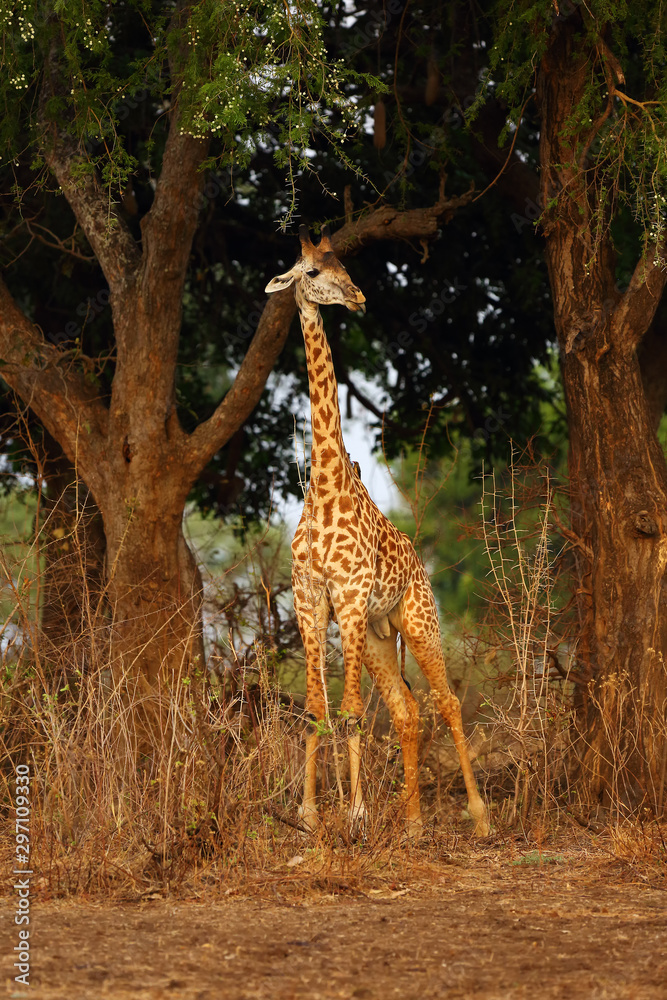 The Thornicroft's giraffe (Giraffa camelopardalis thornicrofti ...