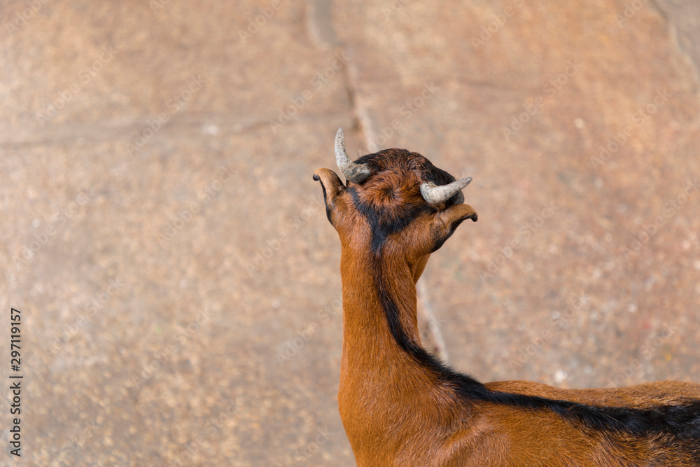 Indian goat looking outside back view, rural india. Stock Photo | Adobe ...