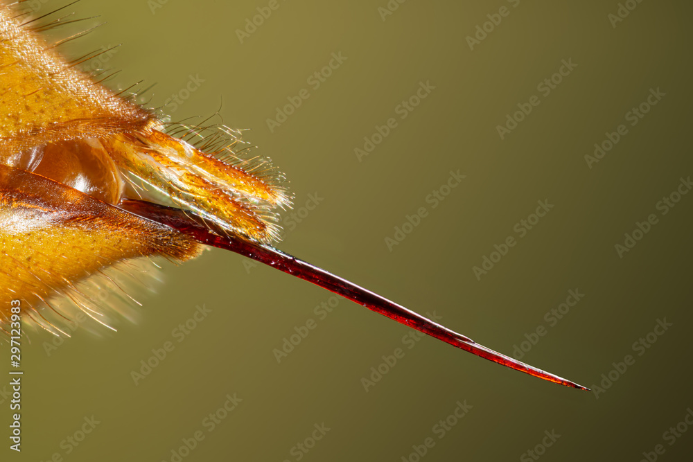 Zdjęcie Stock: Wasp stinger, Hornet poison sting, Poison sting of ...