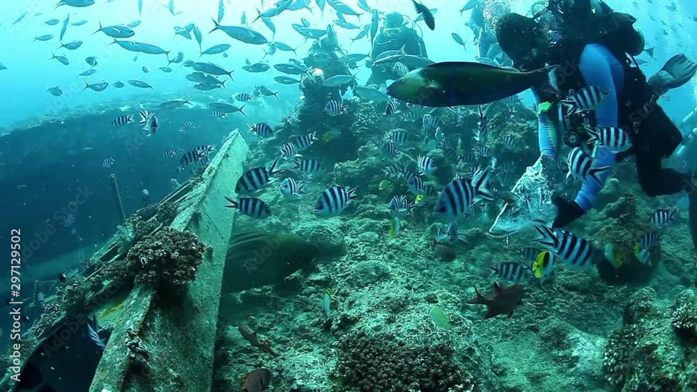 Diver feeds fish moray eel on background school of striped fish in ...