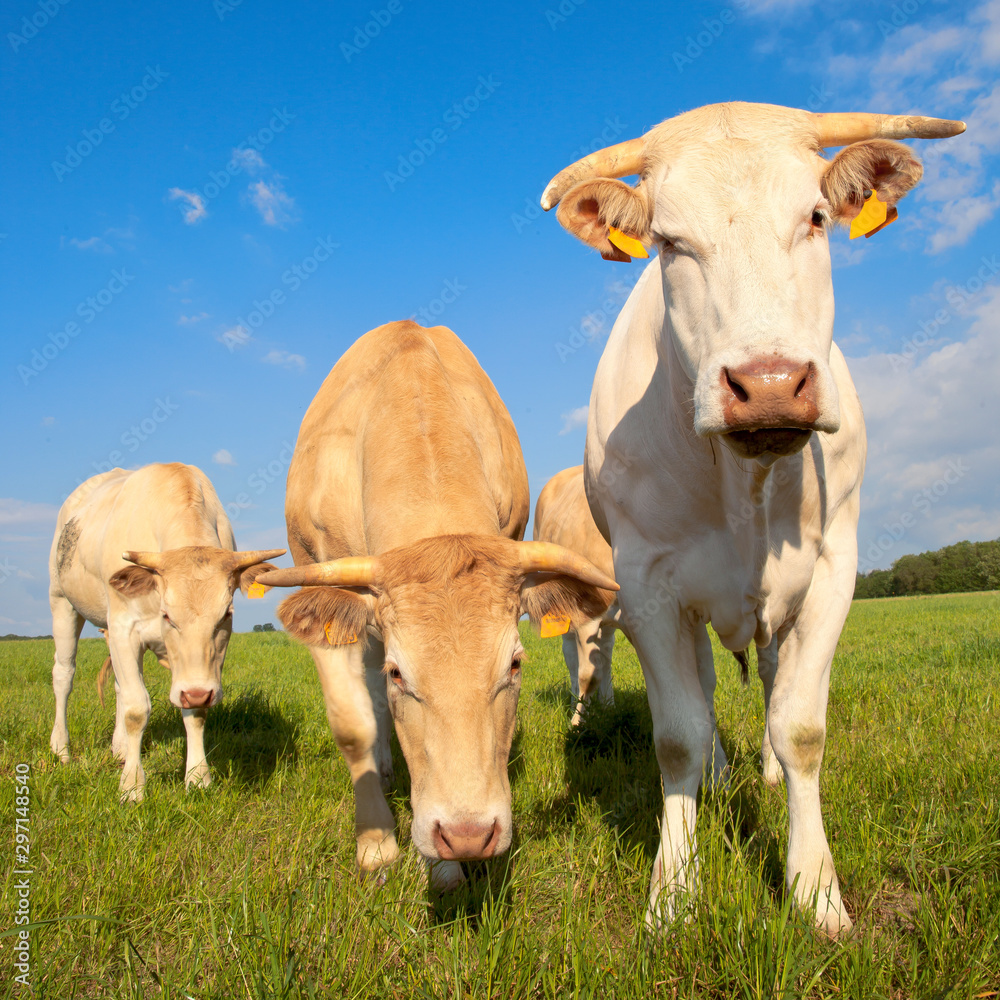 Vache race à viande, élevage en campagne Stock Photo | Adobe Stock