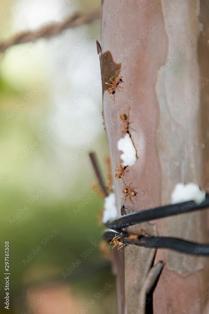Ants Carrying Rice
