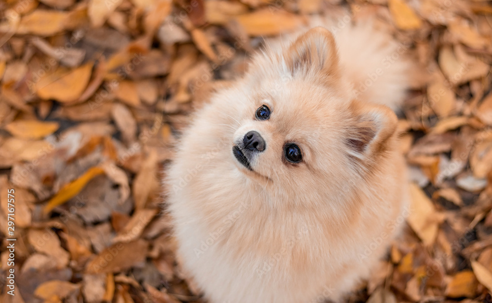 Cute German Spitz Dog