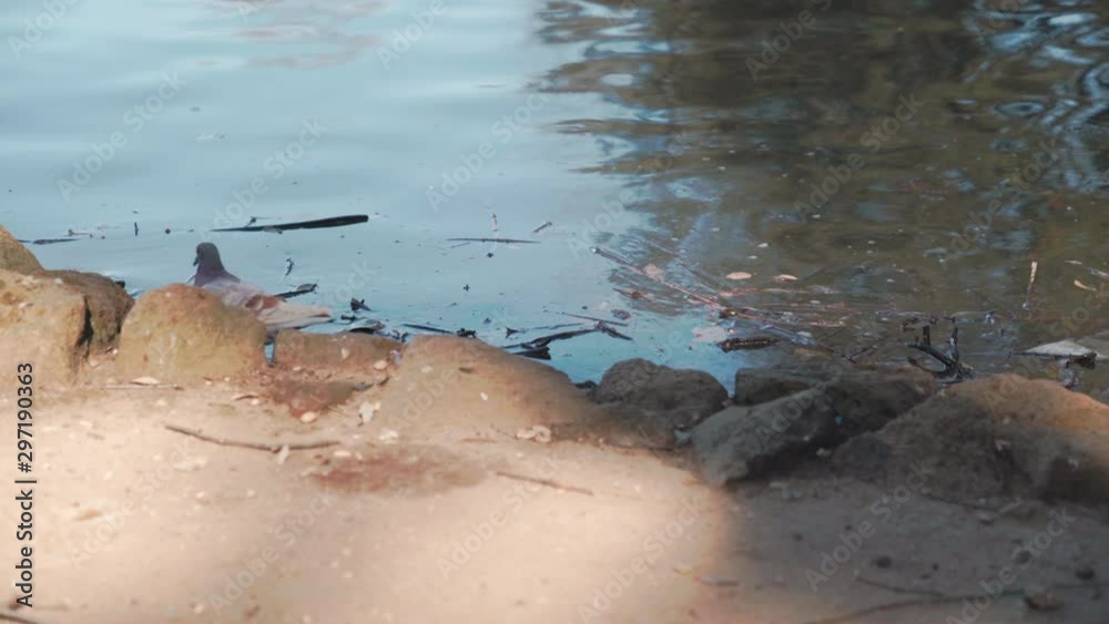Environmental pollution, dirty water. Lake full of garbage, water ...