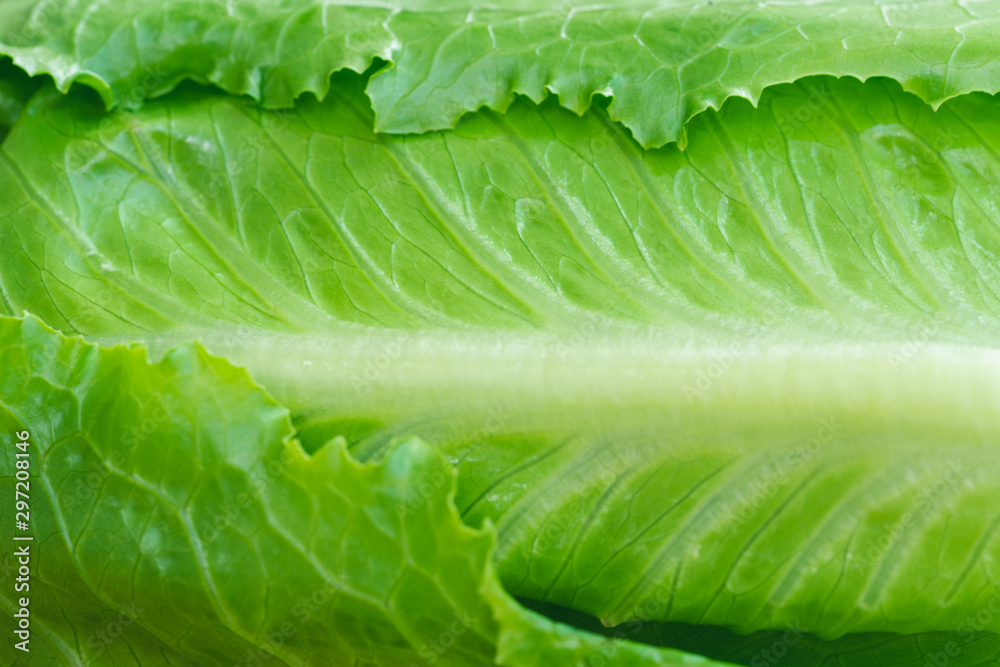 Lettuce Leaf Texture