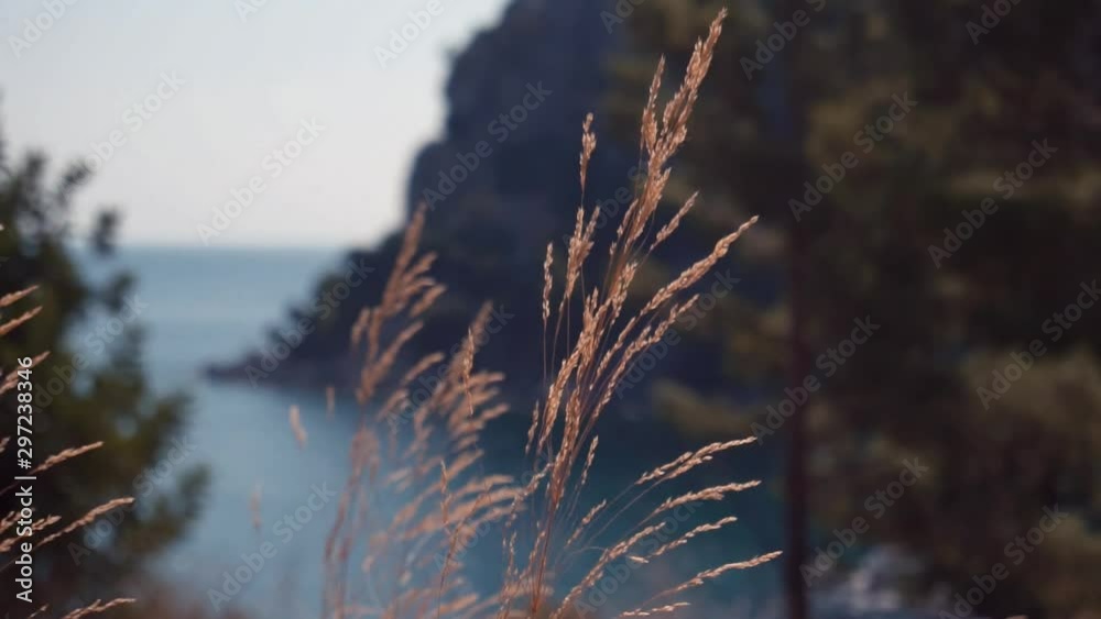Wild Grass Sway Beautiful Mediterranean Coast In Aegian Dodecanese ...
