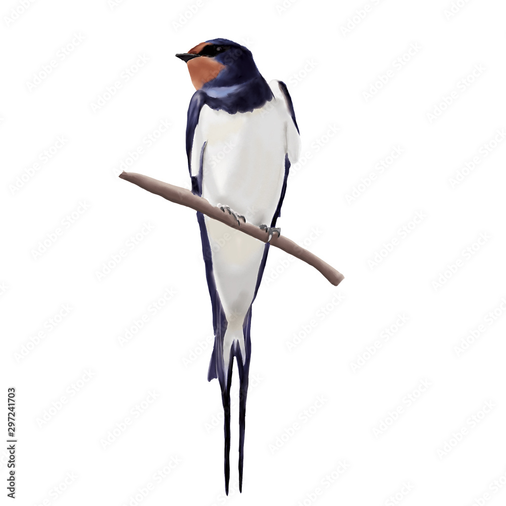 Watercolor swallow clip art. Color drawing of birds. Swallow on a ...