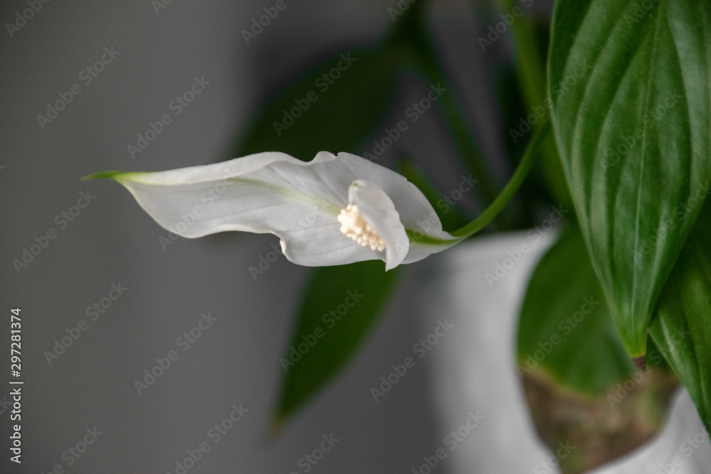 ome flower in a white pot cleansing the air on the shelf in close-up ...