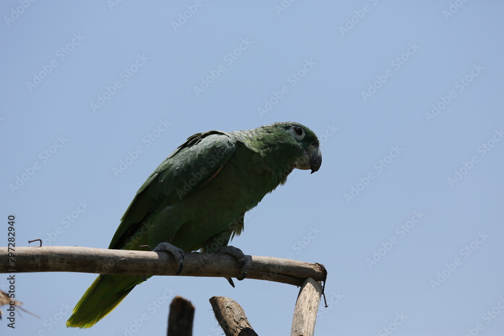 aves varias Stock Photo | Adobe Stock