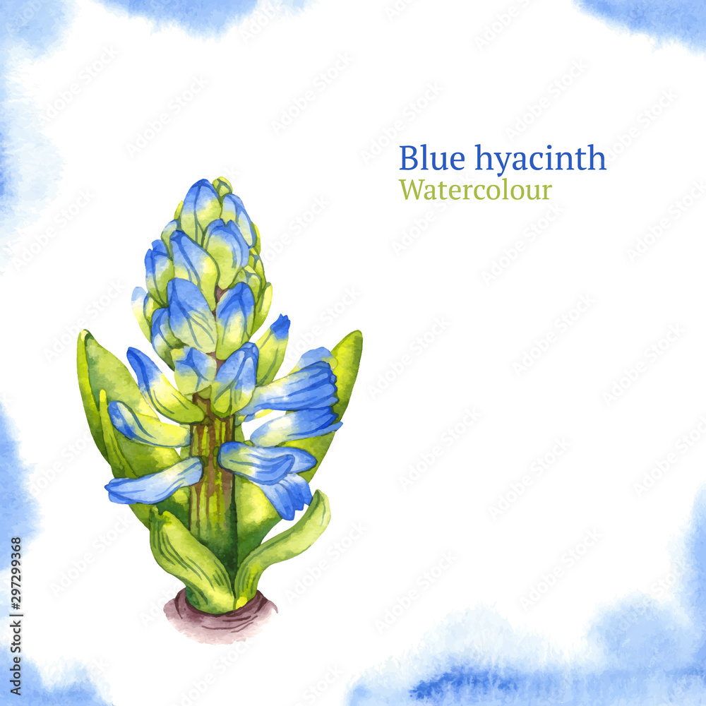 Blue hyacinth flowers on watercolor background Stock Vector | Adobe Stock