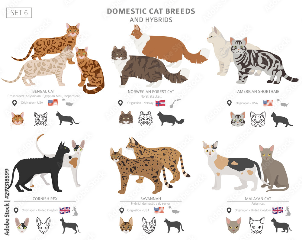 Domestic cat breeds and hybrids collection isolated on white. Flat ...