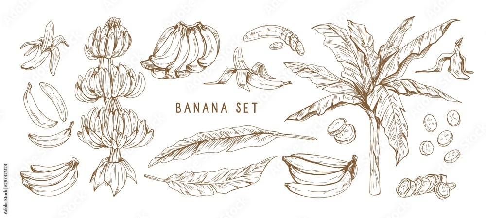 Banana hand drawn monochrome vector illustrations set. Banana bunches ...