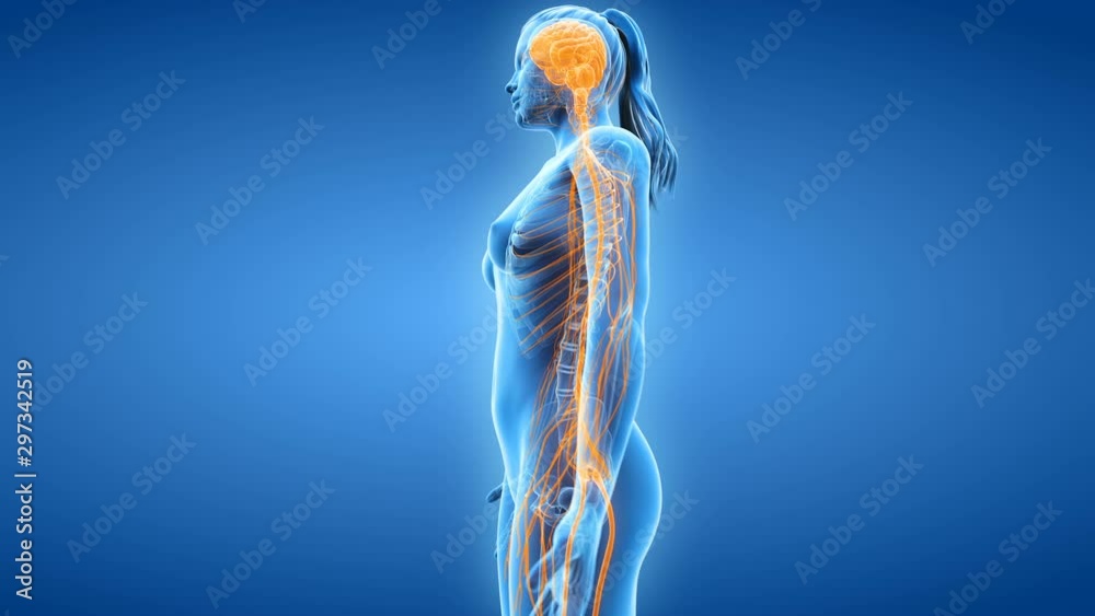 Human brain and spinal cord rotating against a blue background ...