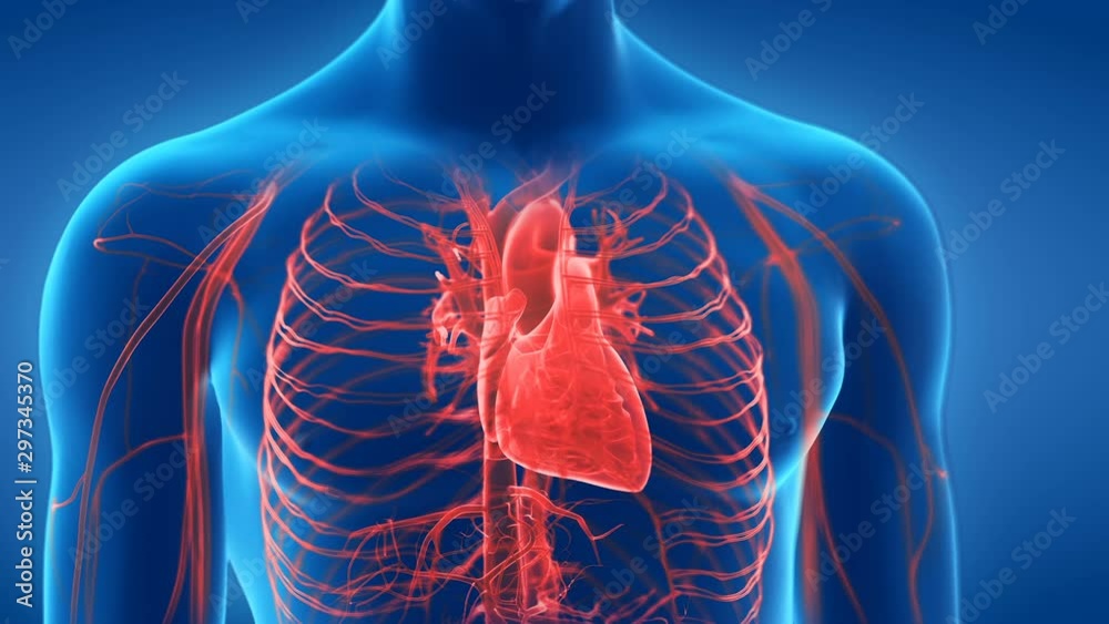 Human heart and vascular system rotating against a blue background ...