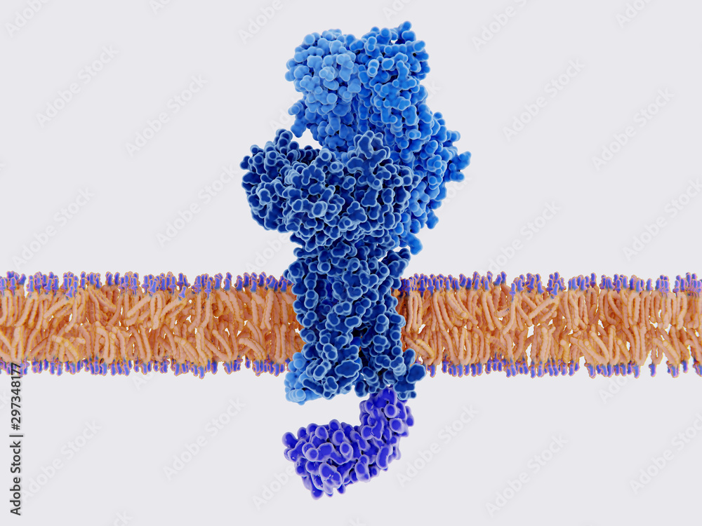 Structure of a T-cell receptor bound to a cell membrane Stock ...
