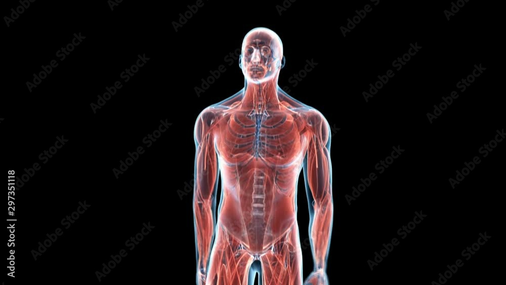 Muscular system of a person walking against black background, animation ...