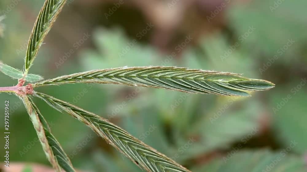 Mimosa pudica, sensitive plant, sleepy plant is a special plant when an ...