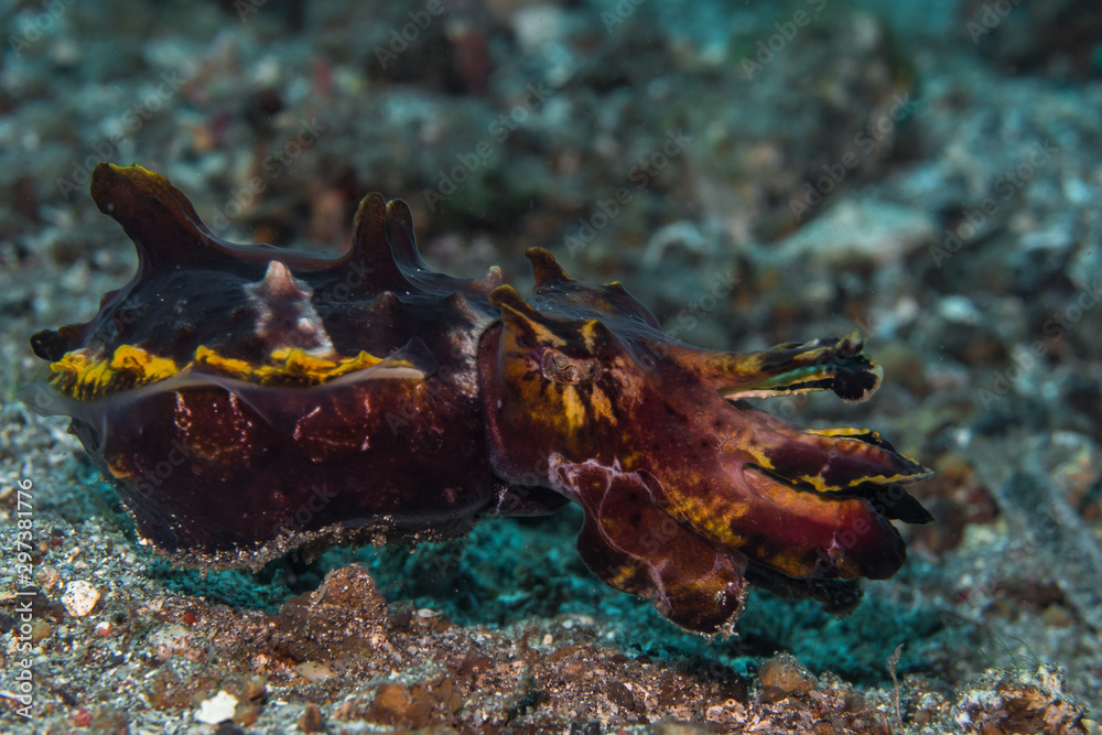 Flamboyant Cuttlefish Walking