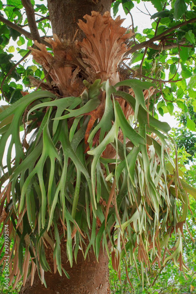 Staghorn Ferns or Elkhorn Ferns, Platycerium bifurcatum Stock 写真 ...