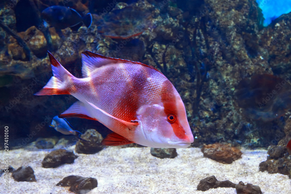 Red Emperor Snapper, lutjanus sebae, close up Stock Photo | Adobe Stock
