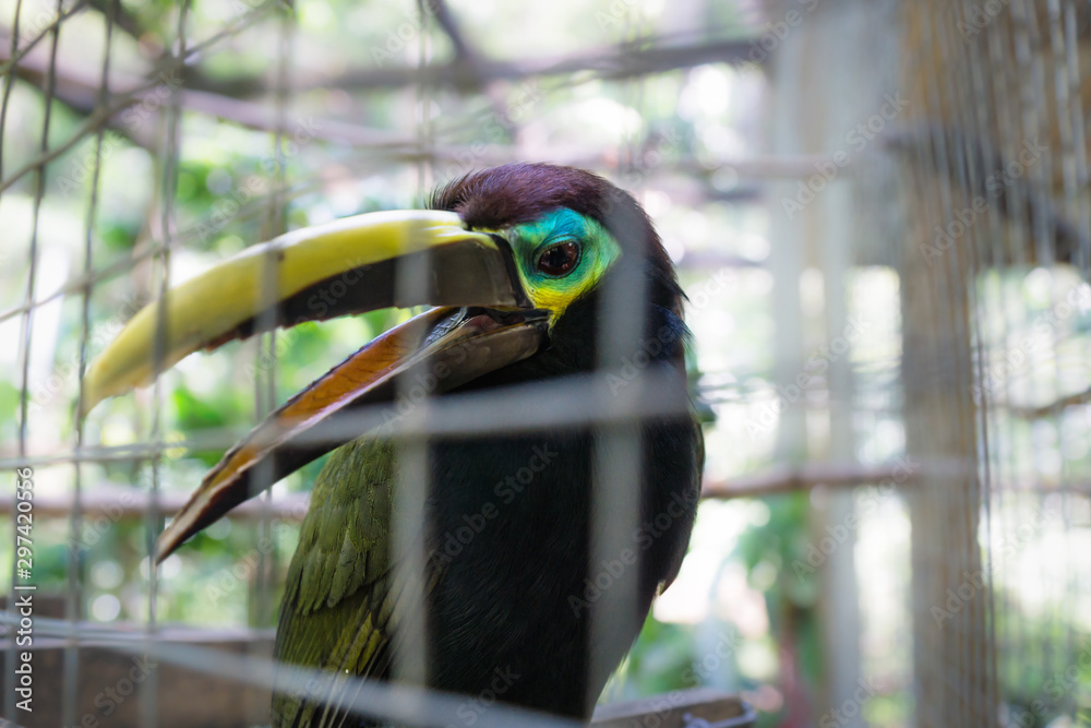 Toucan In Cage
