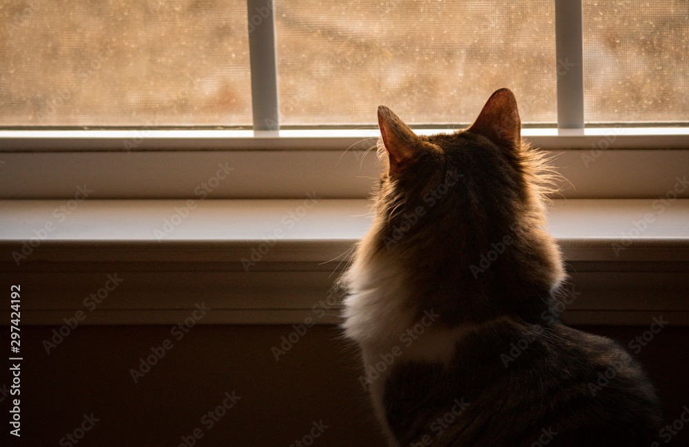 cat looking out the window Stock Photo | Adobe Stock