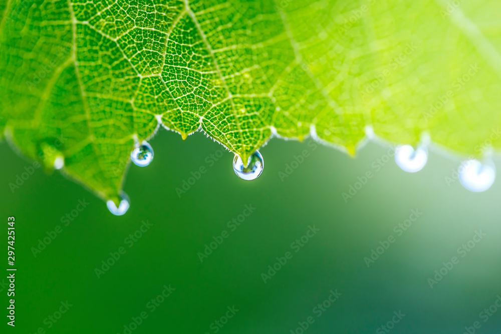 The water droplets on the leaves during the rainy season of the ...