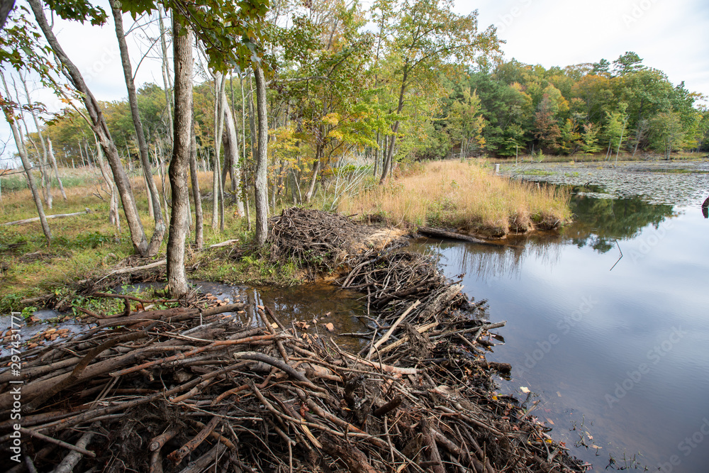 beaver dam along the cheasapeake bay shoreline in southern maryland at ...