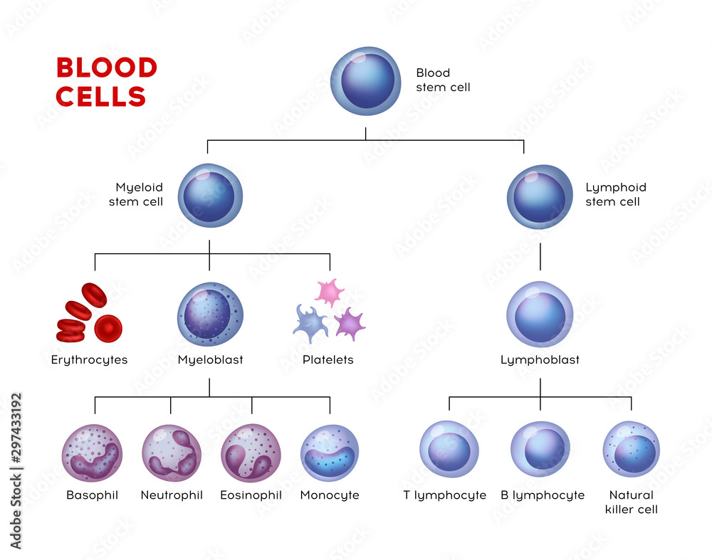 Fototapeta kuchenna Vector types of blood cells. Erythrocytes ...