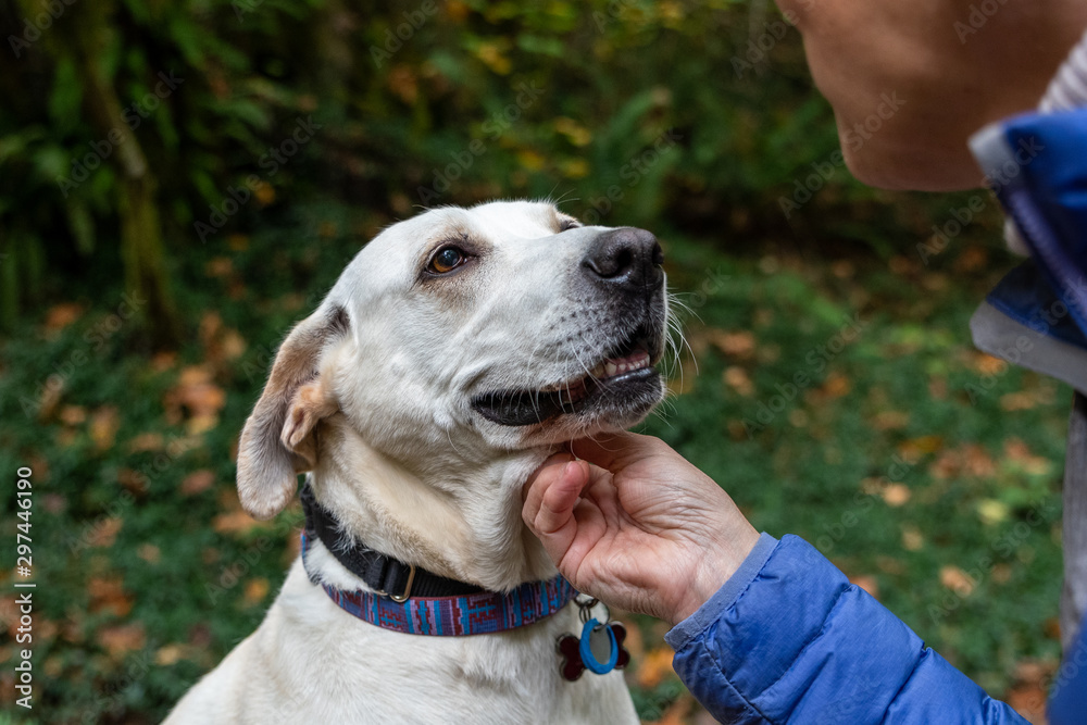 White Lab Mix Puppies