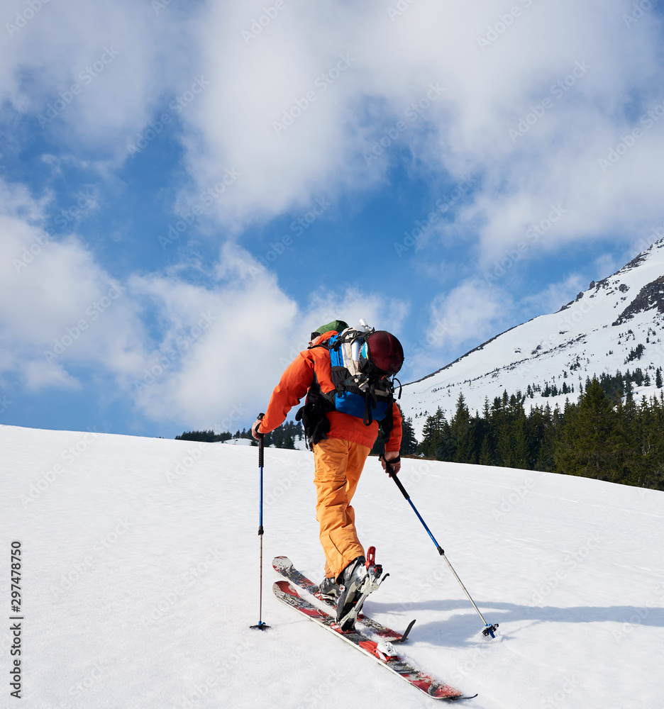 Back view of ski mountaineer walking up along snowy ridge with the skis ...